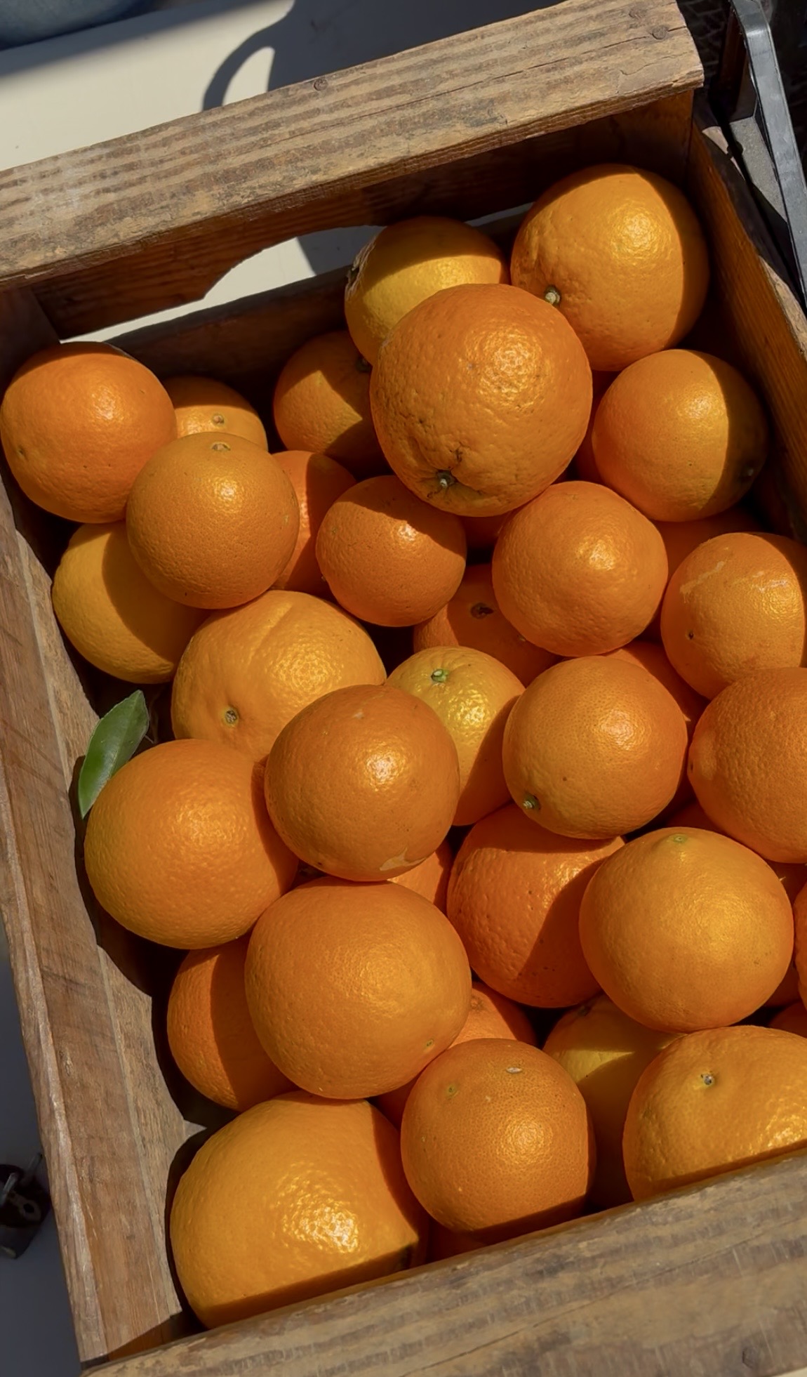 Tipos de naranjas: variedades y diferencias